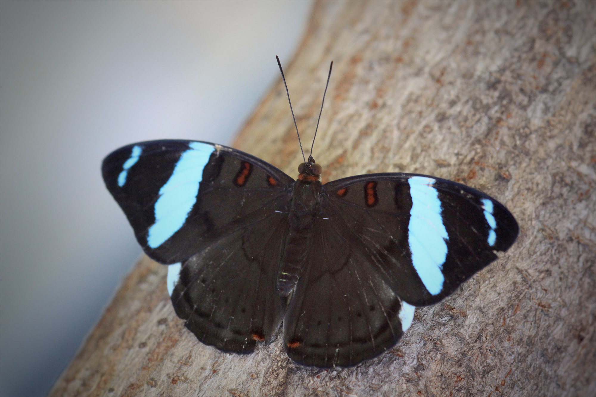 some of Ben's arthropods photos